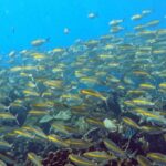 Koh Kood: Snorkeling Speedboat Tour with Lunch and Transfer - Exploring the Itinerary: What Makes It Special