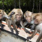 Koh Lanta: Paddle Mangrove Maze & Conquer Sea Cave Secrets - What Travelers Say