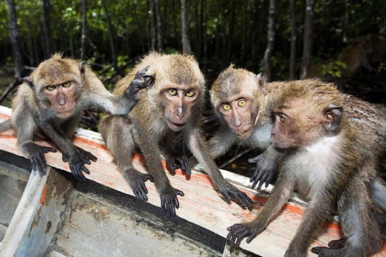 Koh Lanta: Paddle Mangrove Maze & Conquer Sea Cave Secrets - What Travelers Say