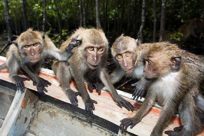 Koh Lanta: Paddle Mangrove Maze & Conquer Sea Cave Secrets - What Travelers Say