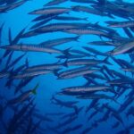 Koh Samui 2-Dive Trip to Sail Rock for certified divers - Final Thoughts: Is It Worth It?