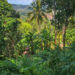 Koh Samui 4WD Jeep Safari Small Group Tour with Lunch - Final Thoughts: Is the Koh Samui Jeep Safari for You?