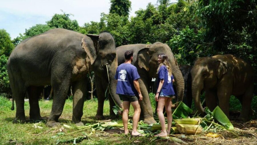 Koh Samui: 4x4 Sightseeing Safari & Elephant Sanctuary Tour - Practical Tips and What to Expect