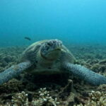 Koh Tao: Snorkeling and Sunset Tour - Authenticity and Real Experiences