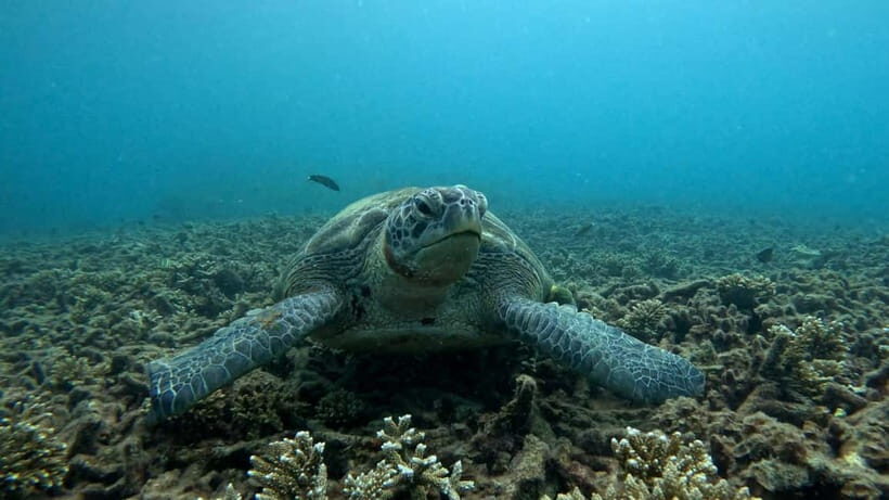 Koh Tao: Snorkeling and Sunset Tour - Authenticity and Real Experiences
