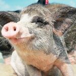 kohsamui.tours - Pig Island Snorkeling Eco Tour by Speed Boat - Practical Details and Important Info