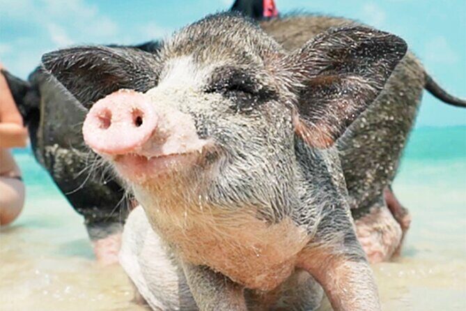 kohsamui.tours - Pig Island Snorkeling Eco Tour by Speed Boat - Practical Details and Important Info