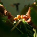 Kona Coffee Roasting Experience - Who Should Consider This Tour?