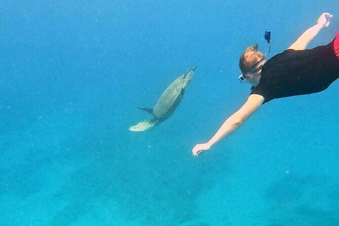 Kona Snorkeling Adventure Open Charter - Authentic Experiences and Review Highlights