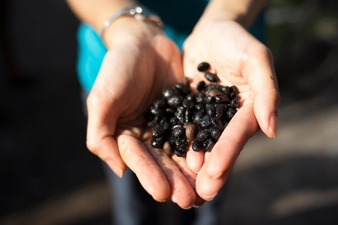 Kopi & Loti - What the Reviews Say: Real Traveler Insights