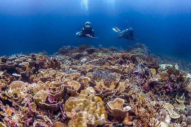 Kota Kinabalu Leisure Scuba Diving Trip (3 Dives) - The Dive Experience: What You’ll See and Feel