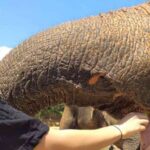 Krabi: Elephant Care House Guided Tour with Hotel Transfers - The Logistics and Practicalities