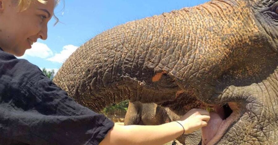 Krabi: Elephant Care House Guided Tour with Hotel Transfers - The Logistics and Practicalities