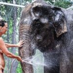 Krabi: Highlights Tour with Krabi Elephant Shelter - What to Expect on the Tour