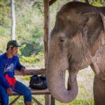 Krabi Immersive Elephant Sanctuary Experience - What You Can Expect From This Tour