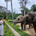 Kuala Lumpur: Batu Caves & Kuala Gandah Elephant Sanctuary - Transition to Kuala Gandah Elephant Sanctuary