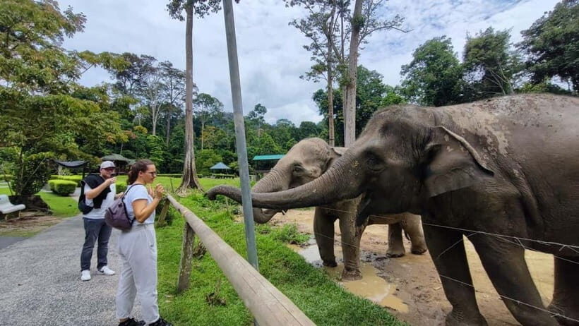 Kuala Lumpur: Batu Caves & Kuala Gandah Elephant Sanctuary - Transition to Kuala Gandah Elephant Sanctuary