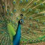 Kuala Lumpur Bird Park Admission with Famous Shopping Spots Tour - Who Is This Tour Best Suited For?