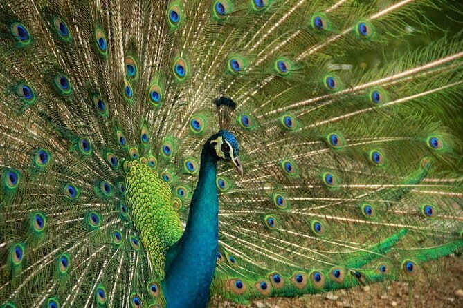 Kuala Lumpur Bird Park Admission with Famous Shopping Spots Tour - Who Is This Tour Best Suited For?