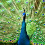 Kuala Lumpur: Bird Park, Butterfly & Garden Private Tour - What You’ll Love About This Tour