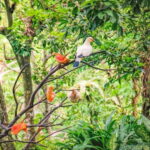 Kuala Lumpur: Bird Park Day Ticket & 1-Way Transfer - The Practicalities: Transport & Logistics