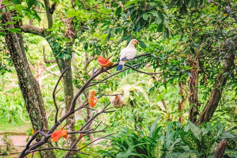 Kuala Lumpur: Bird Park Day Ticket & 1-Way Transfer - The Practicalities: Transport & Logistics