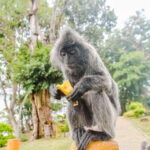 Kuala Lumpur: City Sights, Batu Caves and Fireflies Day Trip - Batu Caves: The Natural and Spiritual Wonder