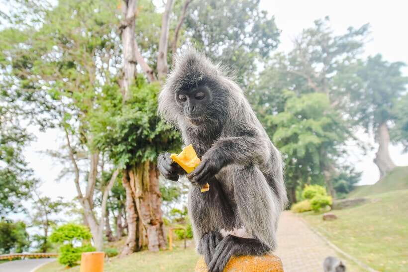 Kuala Lumpur: City Sights, Batu Caves and Fireflies Day Trip - Batu Caves: The Natural and Spiritual Wonder