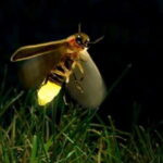 Kuala Lumpur: Fireflies & Blue Tears Tour with Seafood Meal - Setting the Scene: What You Can Expect