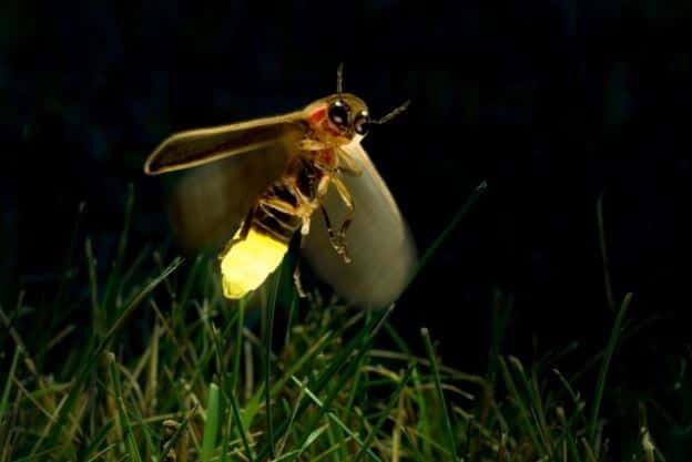 Kuala Lumpur: Fireflies & Blue Tears Tour with Seafood Meal - Setting the Scene: What You Can Expect