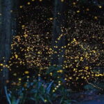 Kuala Lumpur: Fireflies Tour with Dinner and Hotel Pickup - What Sets This Tour Apart?