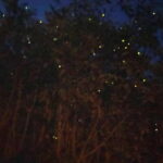 Kuala Lumpur: Kuala Selangor Fireflies and Blue Tears Tour - Who Will Love This Tour?