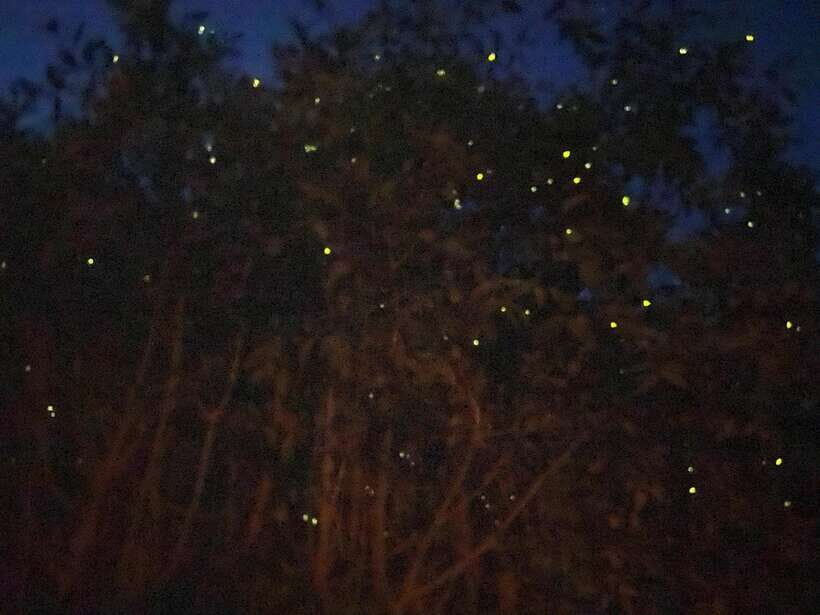 Kuala Lumpur: Kuala Selangor Fireflies and Blue Tears Tour - Who Will Love This Tour?