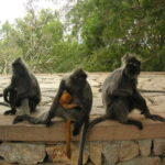 Kuala Lumpur: Kuala Selangor Firefly Tour and Dinner - Value and Practical Considerations