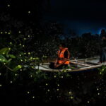 Kuala Selangor Firefly Park - Who Will Enjoy This Tour?