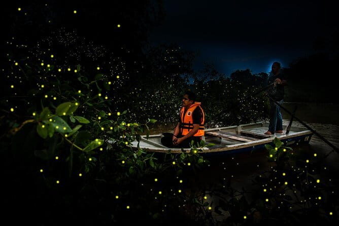 Kuala Selangor Firefly Park - Who Will Enjoy This Tour?