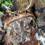 Kubah's Nocturnal Wonders Nighttime Frog Safari - Practical Aspects & Recommendations