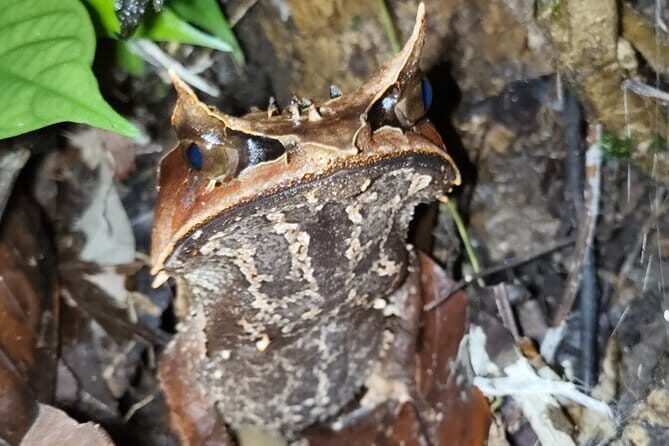 Kubah's Nocturnal Wonders Nighttime Frog Safari - Practical Aspects & Recommendations