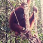 Kuching City Tour & Semenggoh Wildlife - FAQ