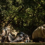 Kulen Mountain Day Trip with Picnic & Kulen Elephant Forest - Authentic, Well-Rounded Experience