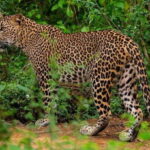 Kumana National Park : Full Day Safari (05:00 am - 06:00 pm) - Introduction: A Genuine Look at Kumana’s Wild Side