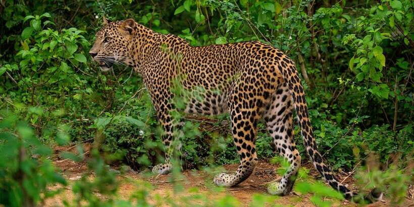 Kumana National Park : Full Day Safari (05:00 am - 06:00 pm) - Introduction: A Genuine Look at Kumana’s Wild Side