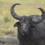 Kumana National Park Half Day Jeep Safari - The Itinerary in Detail