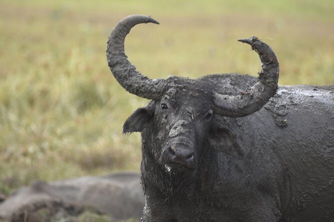 Kumana National Park Half Day Jeep Safari - The Itinerary in Detail