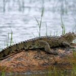 Kumana National Park Private Safari - The Practicalities: What You Should Know