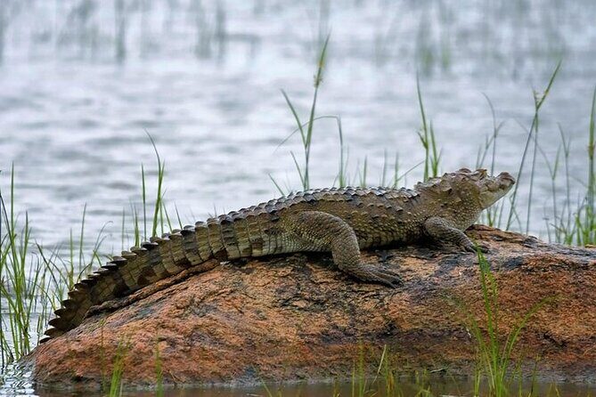 Kumana National Park Private Safari - The Practicalities: What You Should Know