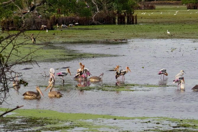 Kumana National Park Private Safari - What You Can Expect on the Safari