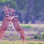 Kumana National Park Safari | from Arugam Bay - Who Should Consider This Tour?