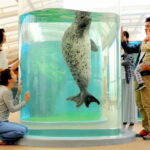 Kyoto Aquarium Admission Ticket - What you can expect: Key features and highlights