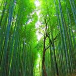 Kyoto Full-Day Private Tour by Public Transportation - Why Travelers Rave About This Tour